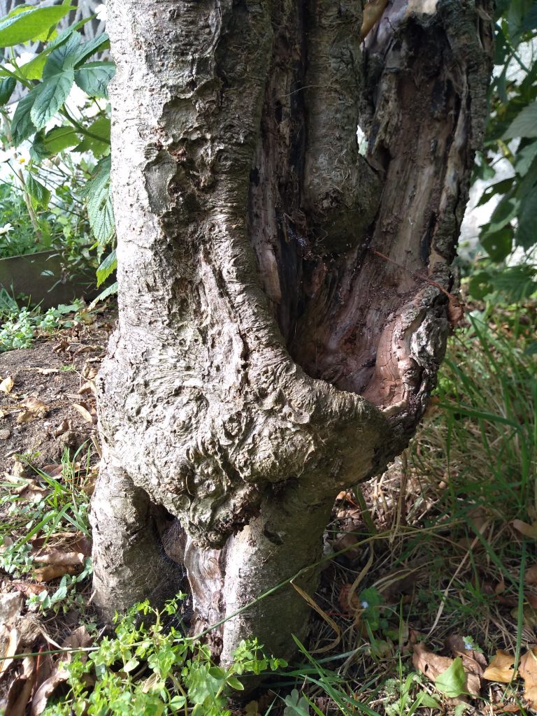 Apple Canker in your orchard: Identifying and dealing with this fungus ...