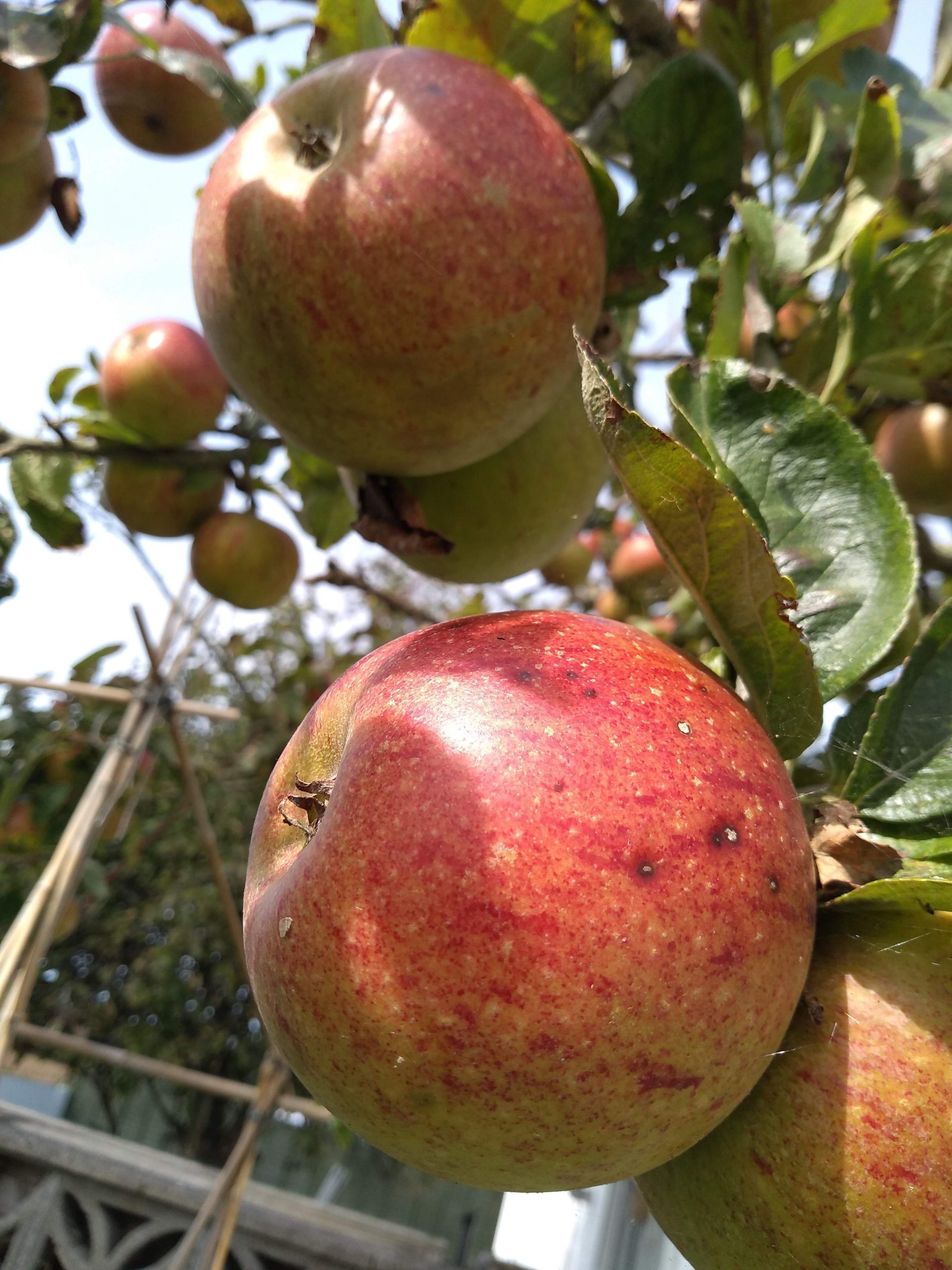 Apple Canker in your orchard: Identifying and dealing with this fungus ...