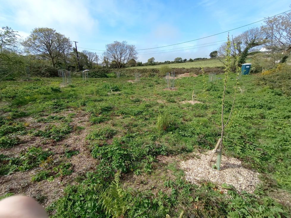 Redruth Orchard Update – Resilient Orchards Cornwall