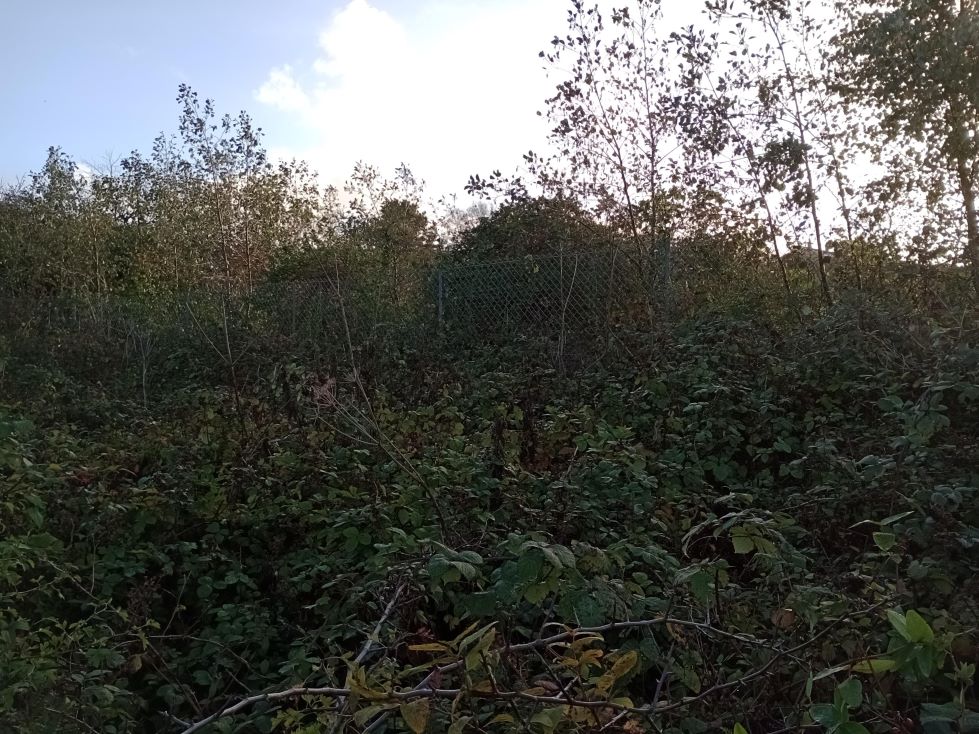 Redruth Orchard Update – Resilient Orchards Cornwall