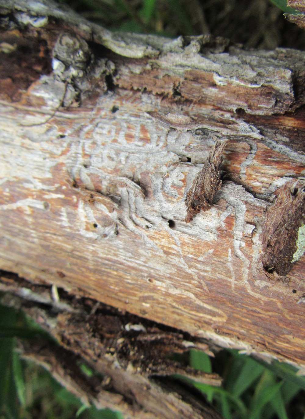 Apple tree lace bugs & other orchard loving species – Resilient ...