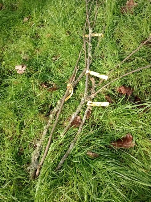 How to grow ‘own root’ or ‘pitcher’ apple trees – Resilient Orchards ...